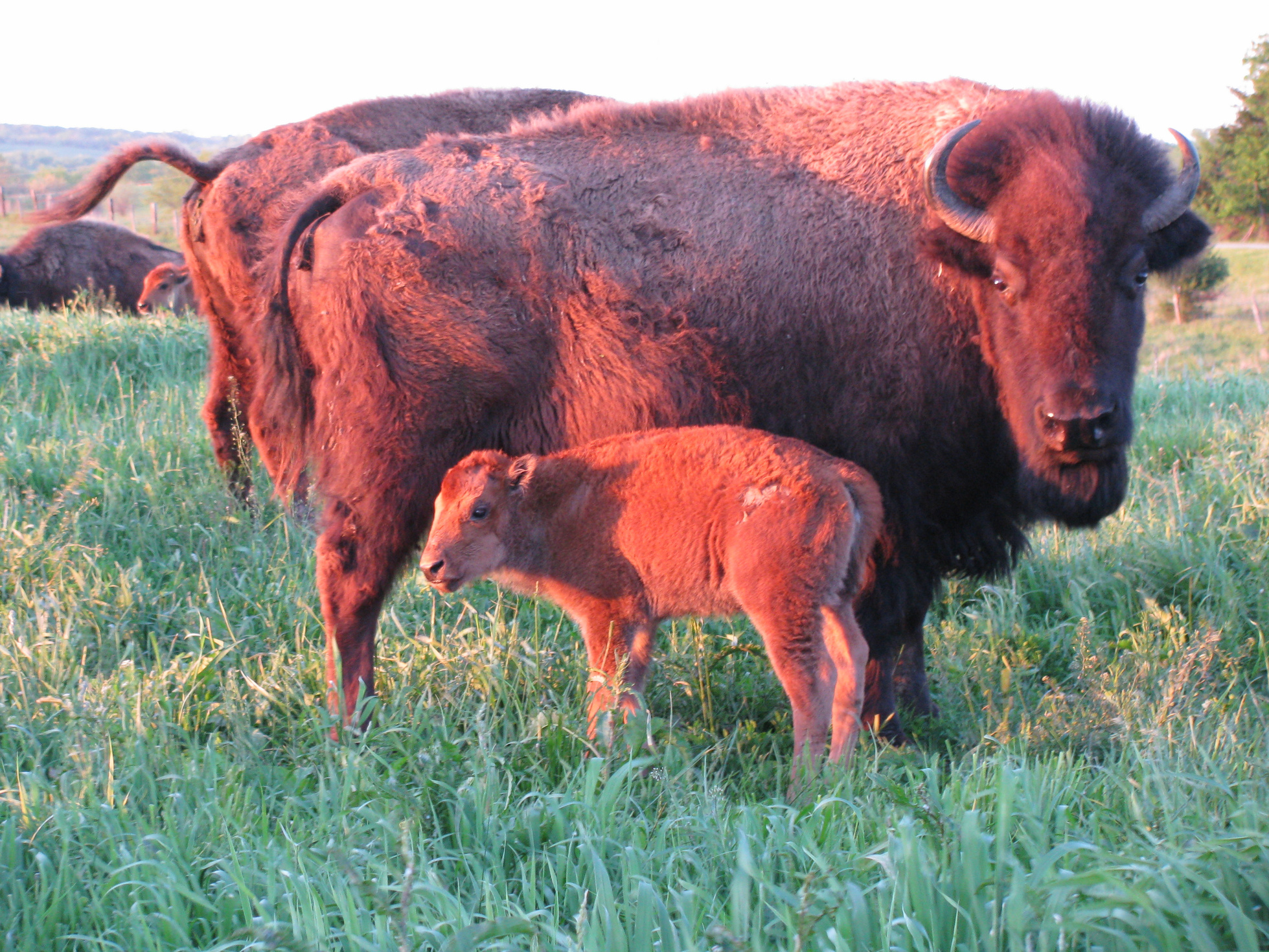 TWENTY-FIVE YEARS STUDYING BISON BEHAVIOR – IMPLICATIONS FOR RANCHERS ...